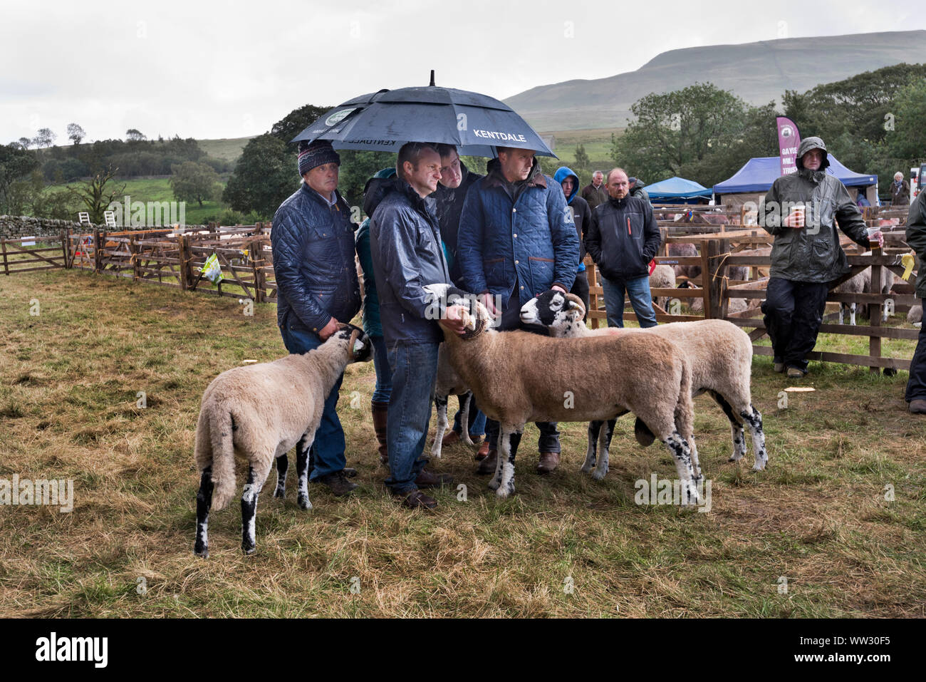Show sheep hi-res stock photography and images - Alamy