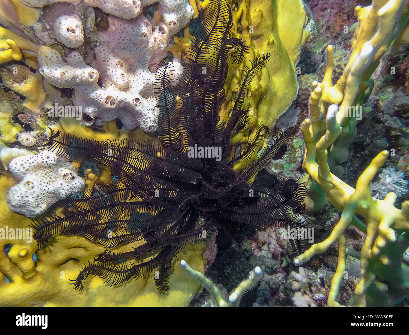 Feather Star (Crinoidea) in the Red Sea Stock Photo - Alamy