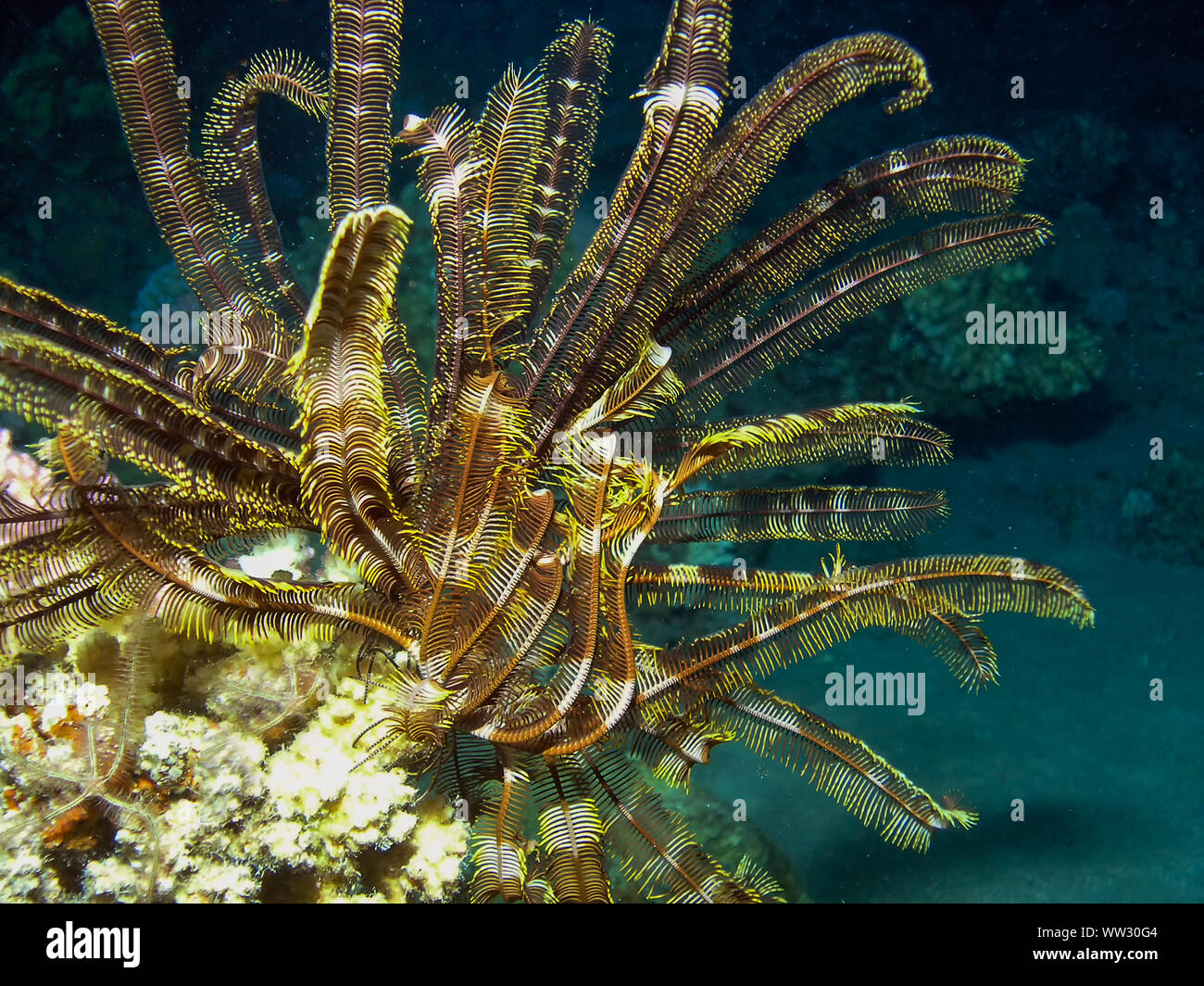 Feather Star (Crinoidea) in the Red Sea Stock Photo - Alamy