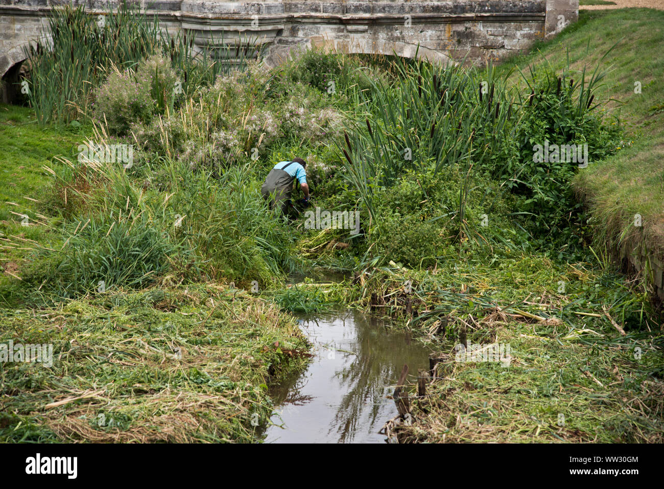 Workman clearing a stream of excessive vegetation Stock Photo - Alamy