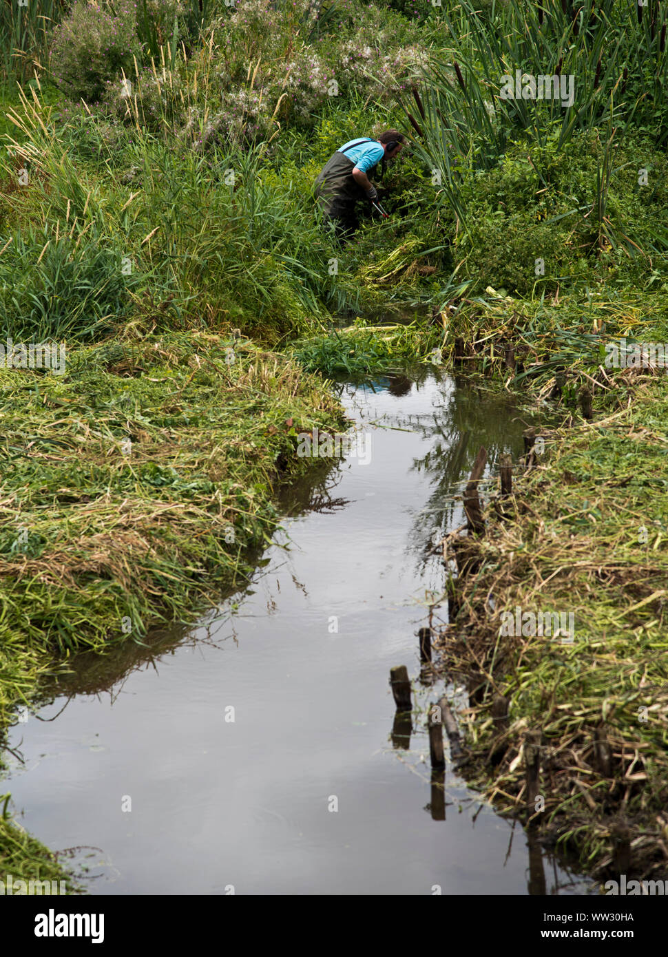 Workman clearing a stream of excessive vegetation Stock Photo - Alamy