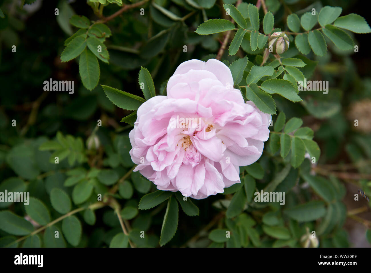 Rosa pimp stanwell perpetual Stock Photo - Alamy