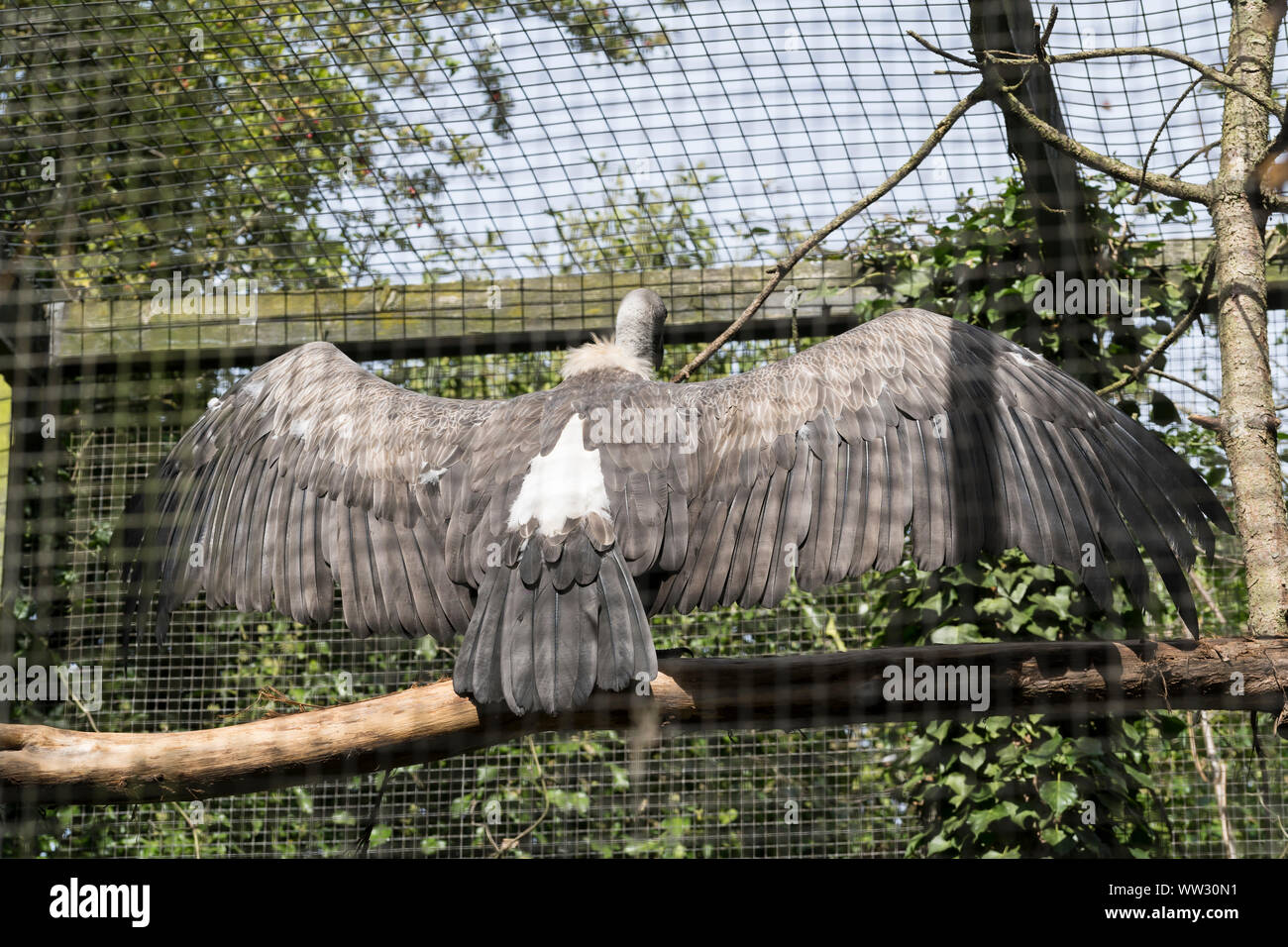 Vulture wings hi-res stock photography and images - Alamy