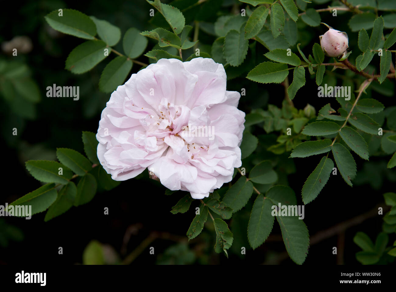 Rosa pimp stanwell perpetual Stock Photo - Alamy