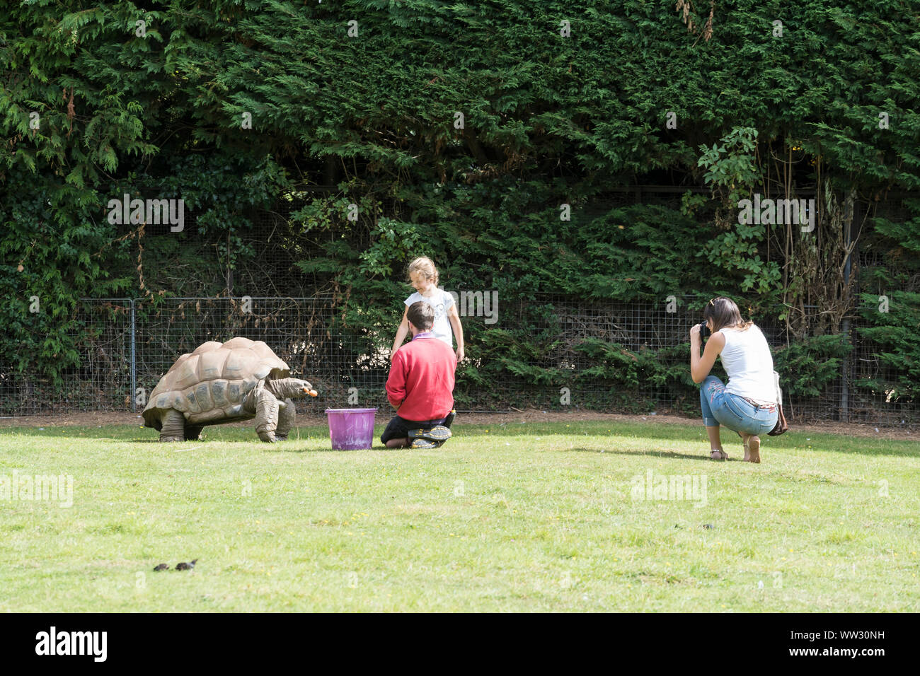 Aldabra giant tortoise linton zoo conservation park cambridgeshire 2019 ...