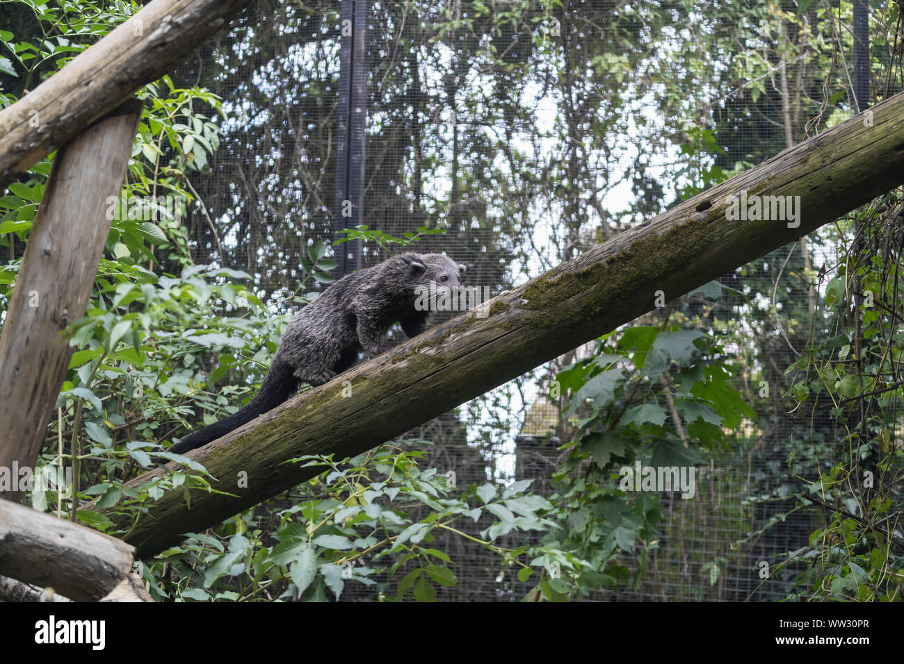 Binturong Linton Zoo Conservation Park Cambridgeshire 2019 Stock Photo ...