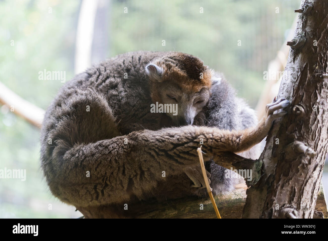 Crowned Lemur Linton Zoo Conservation Park Cambridgeshire 2019 Stock ...