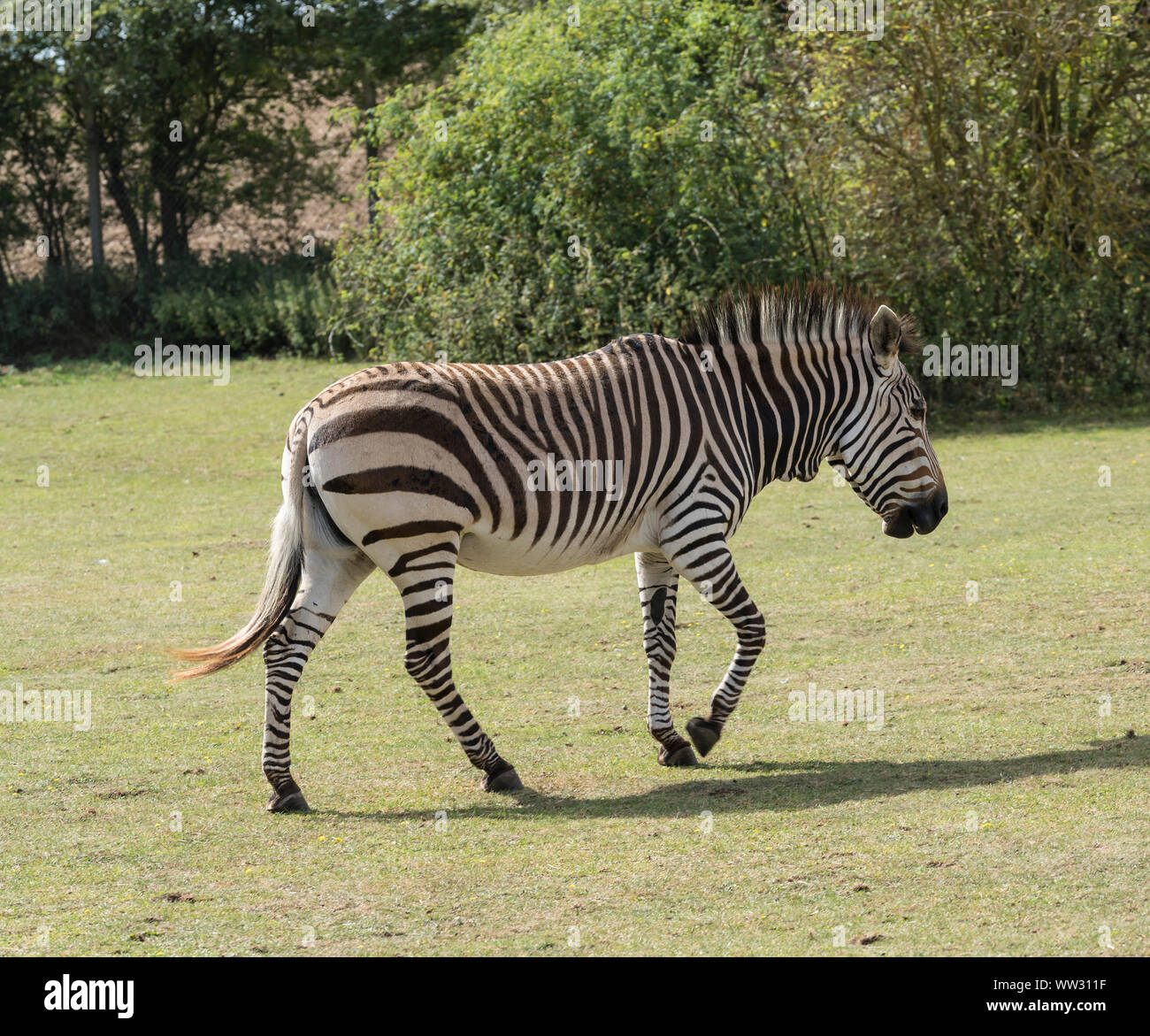 Hartmanns mountain zebra linton zoo conservation park cambridge hi-res ...