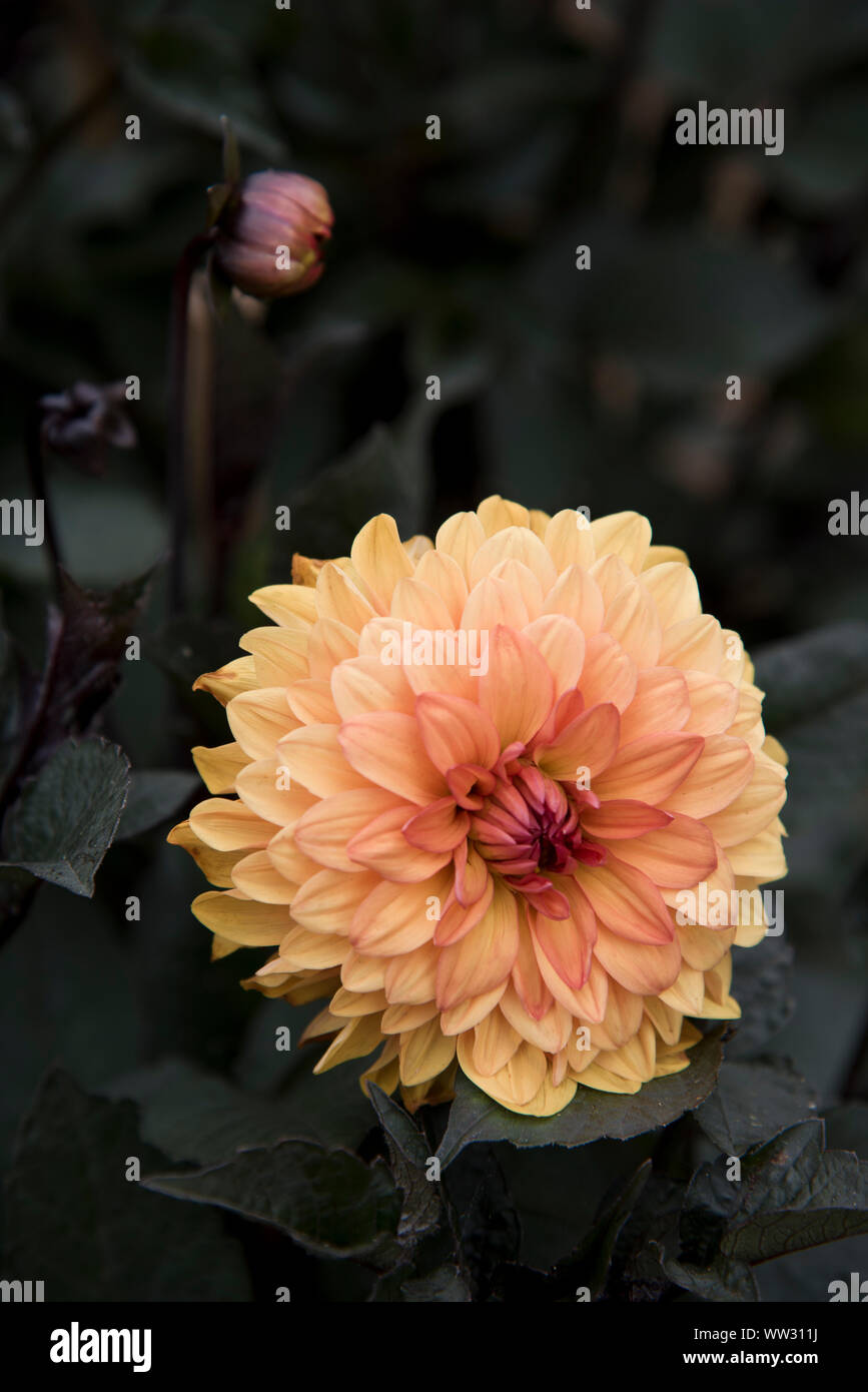 Dahlia David Howard Stock Photo - Alamy