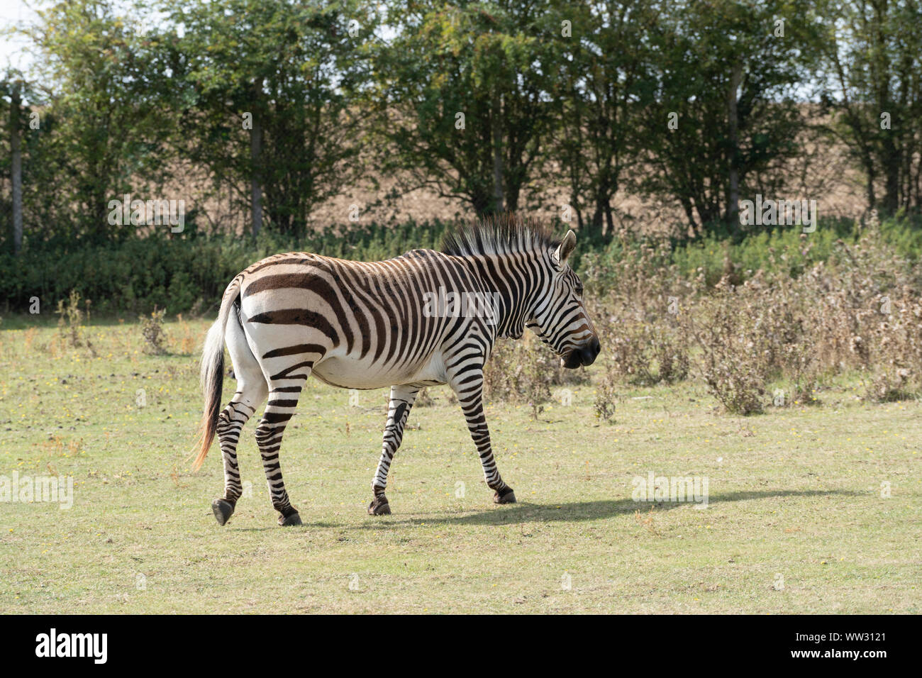 Hartmanns mountain zebra linton zoo conservation park cambridge hi-res ...