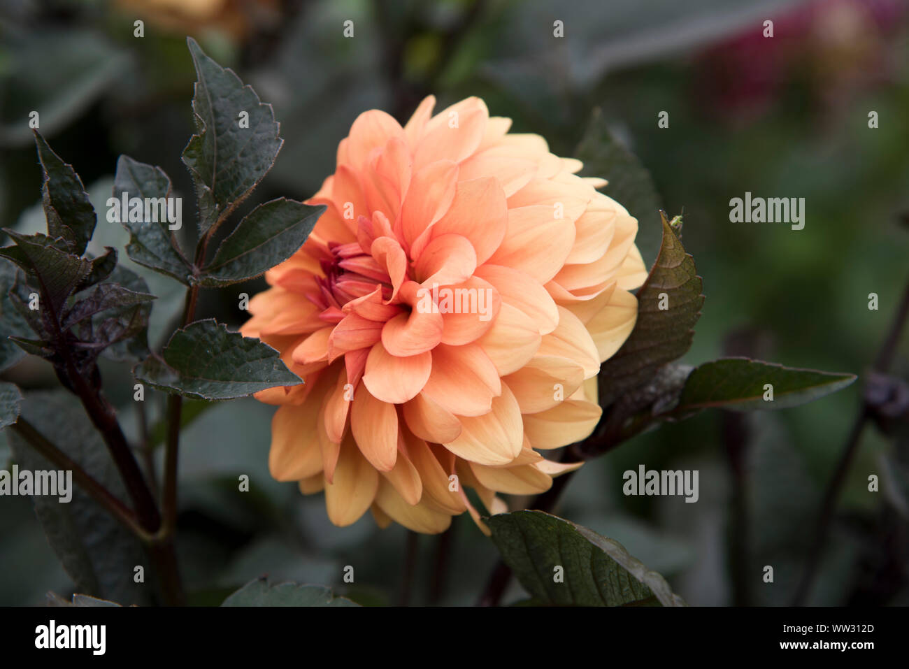 Dahlia David Howard Stock Photo - Alamy