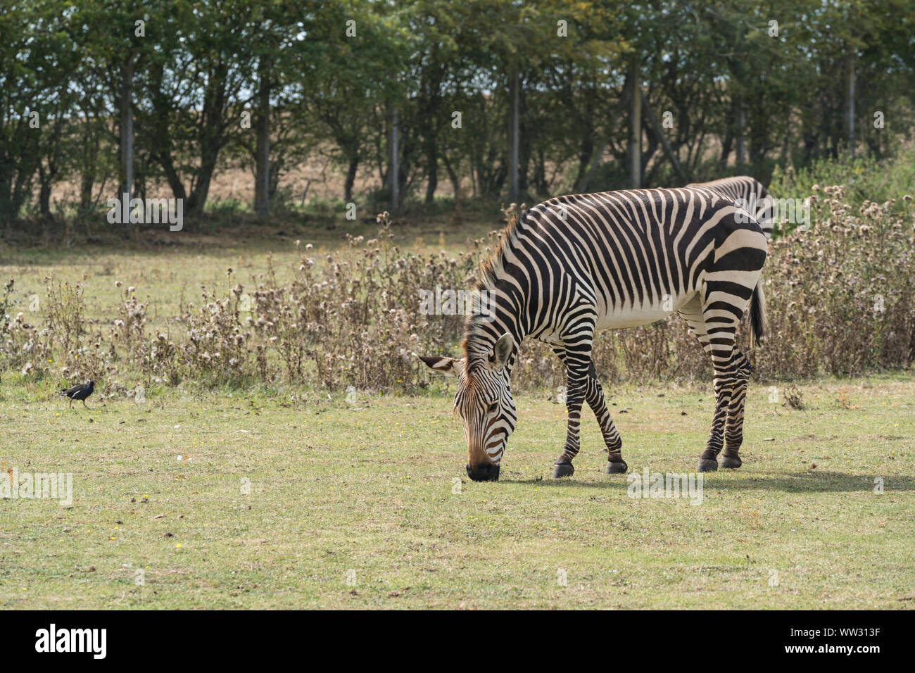 Hartmann's Mountain Zebra Linton Zoo Conservation Park Cambridgeshire ...