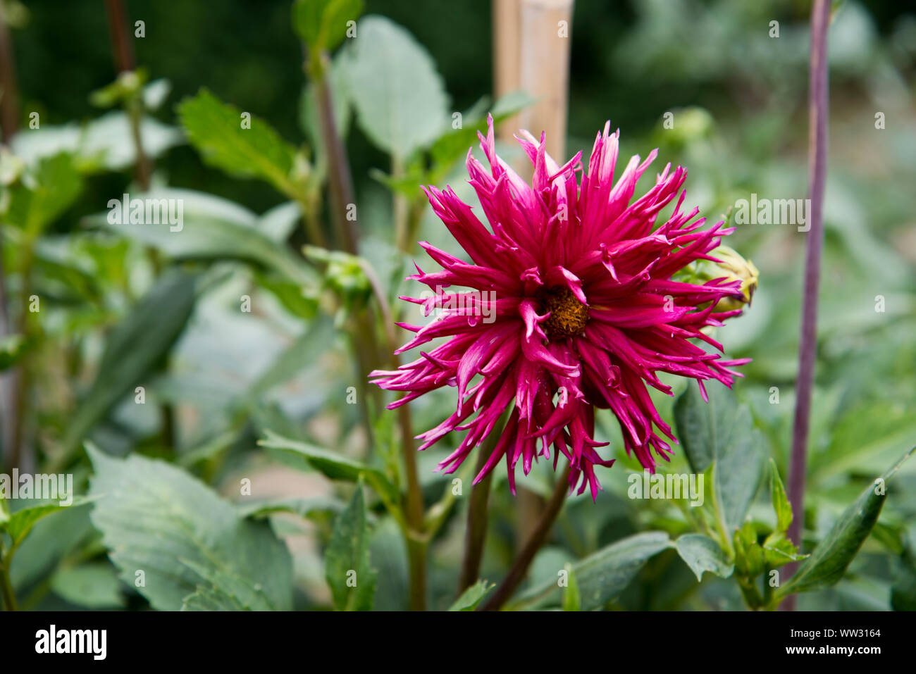 English ambition hi-res stock photography and images - Alamy