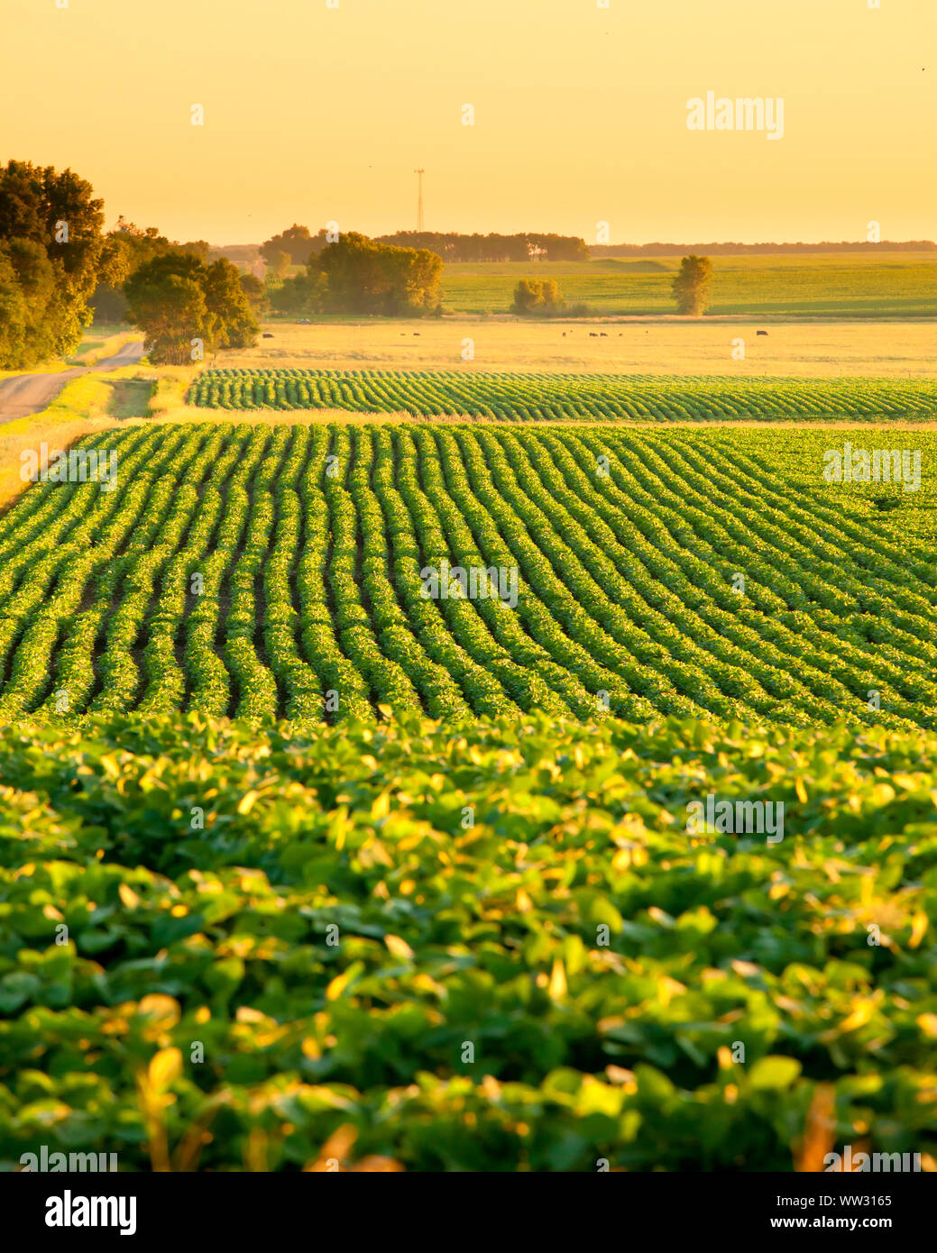 Soy field usa hi-res stock photography and images - Alamy