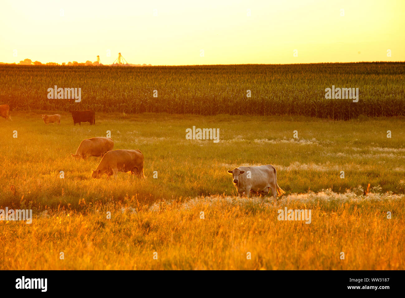 Dawn on dairy farm hi-res stock photography and images - Alamy