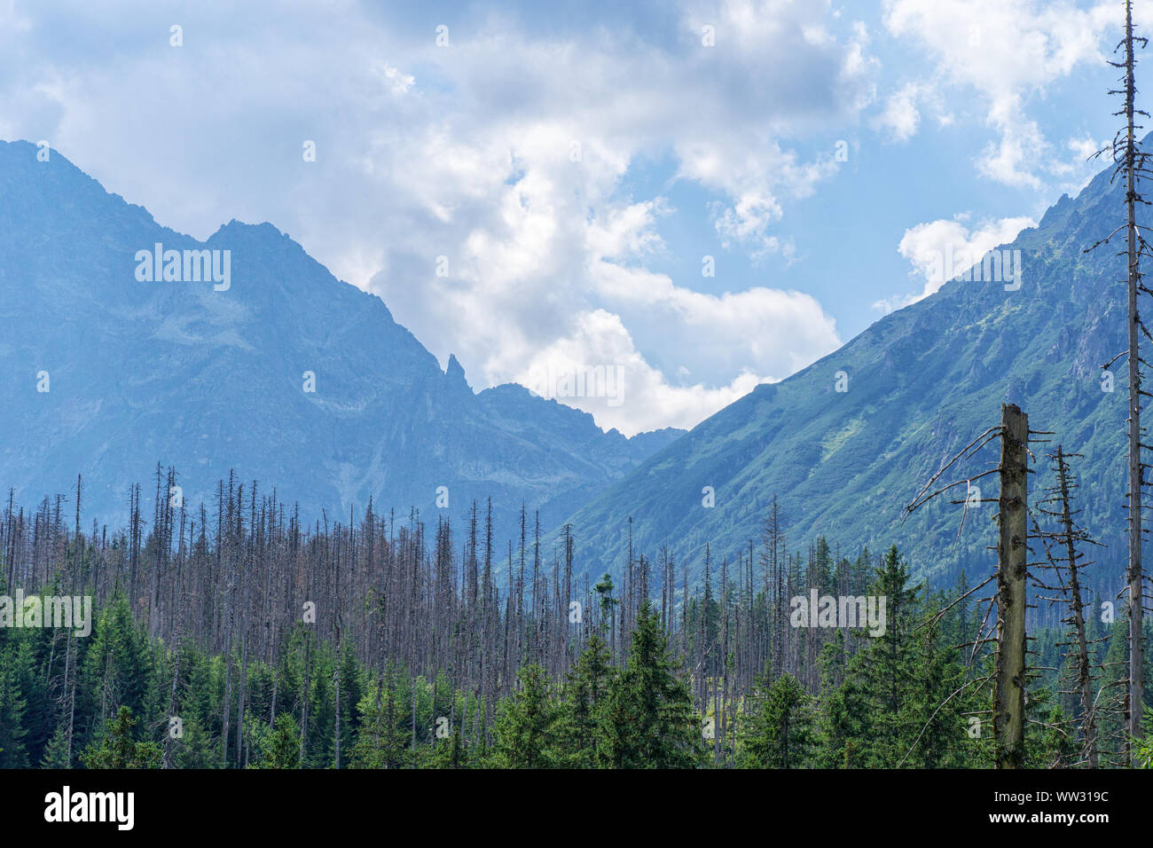 Harmed by deforestation hi-res stock photography and images - Alamy