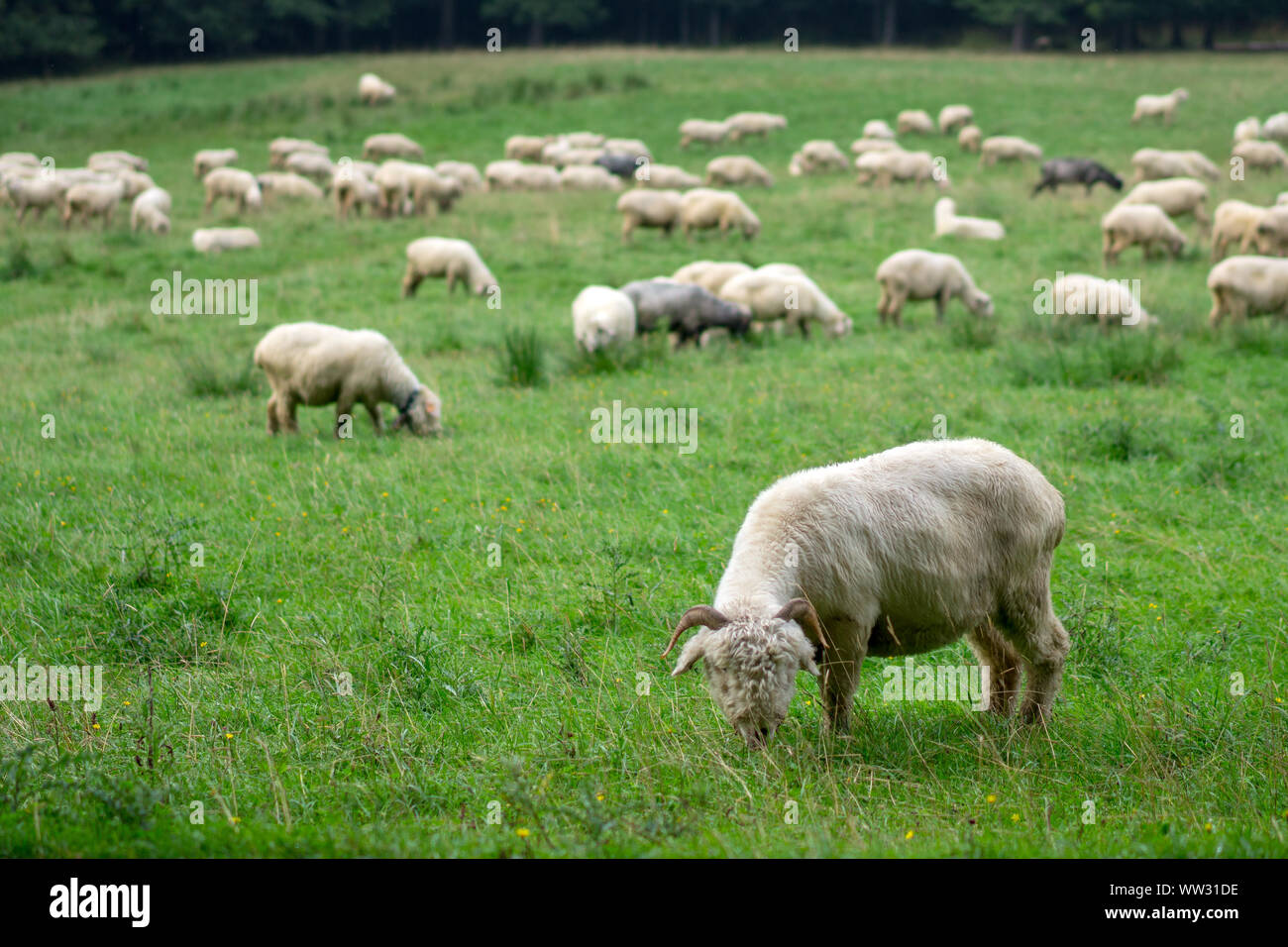 Large sheep fold hi-res stock photography and images - Alamy