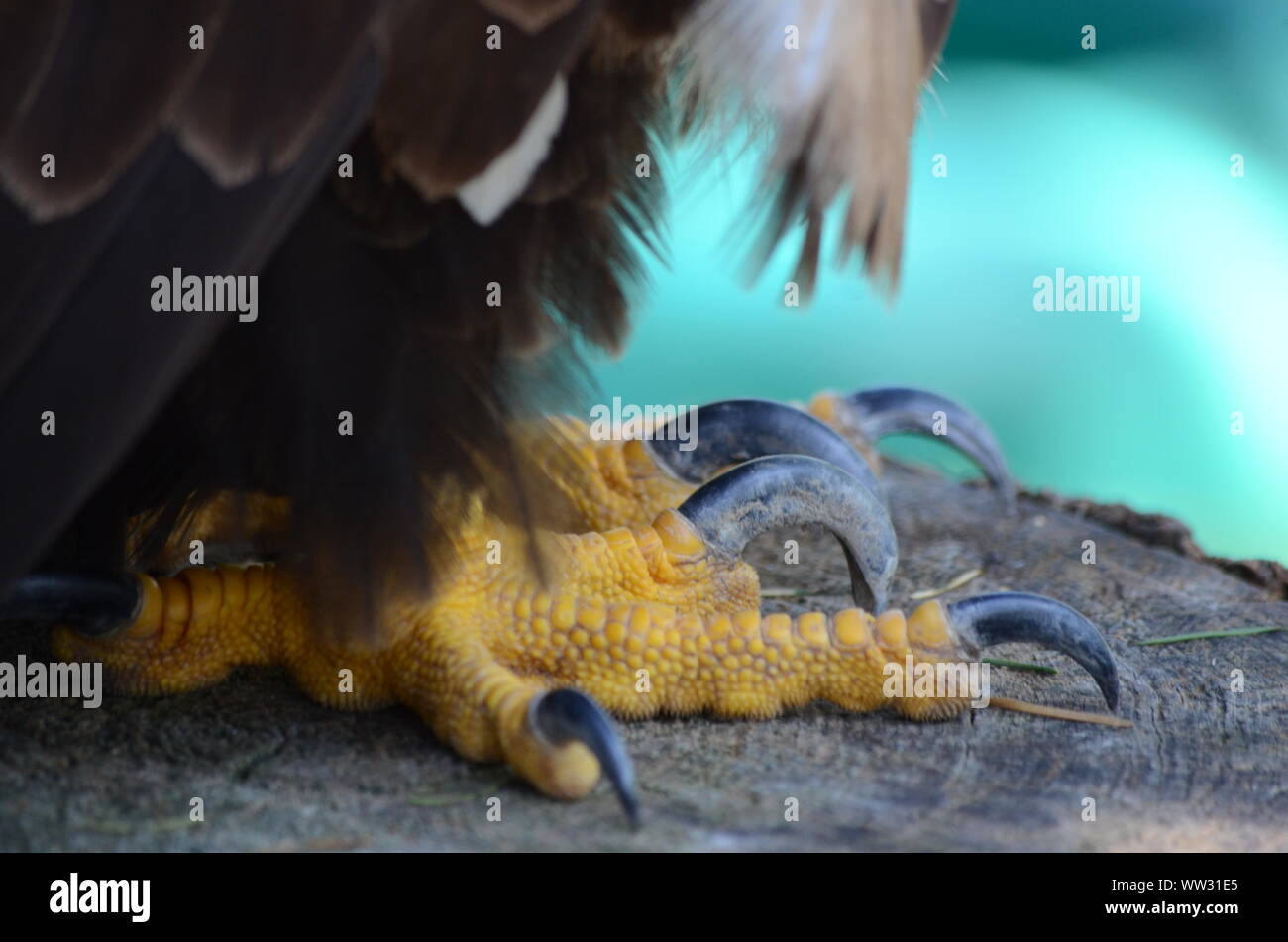 Bald Eagle talons close up Stock Photo - Alamy Bald Eagle talons close up Stock Photo - Alamy