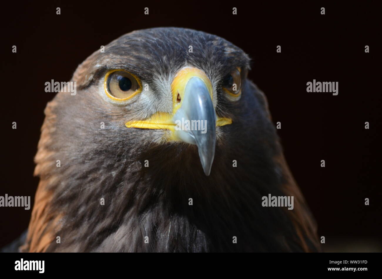 Bald eagle headshot hi-res stock photography and images - Alamy