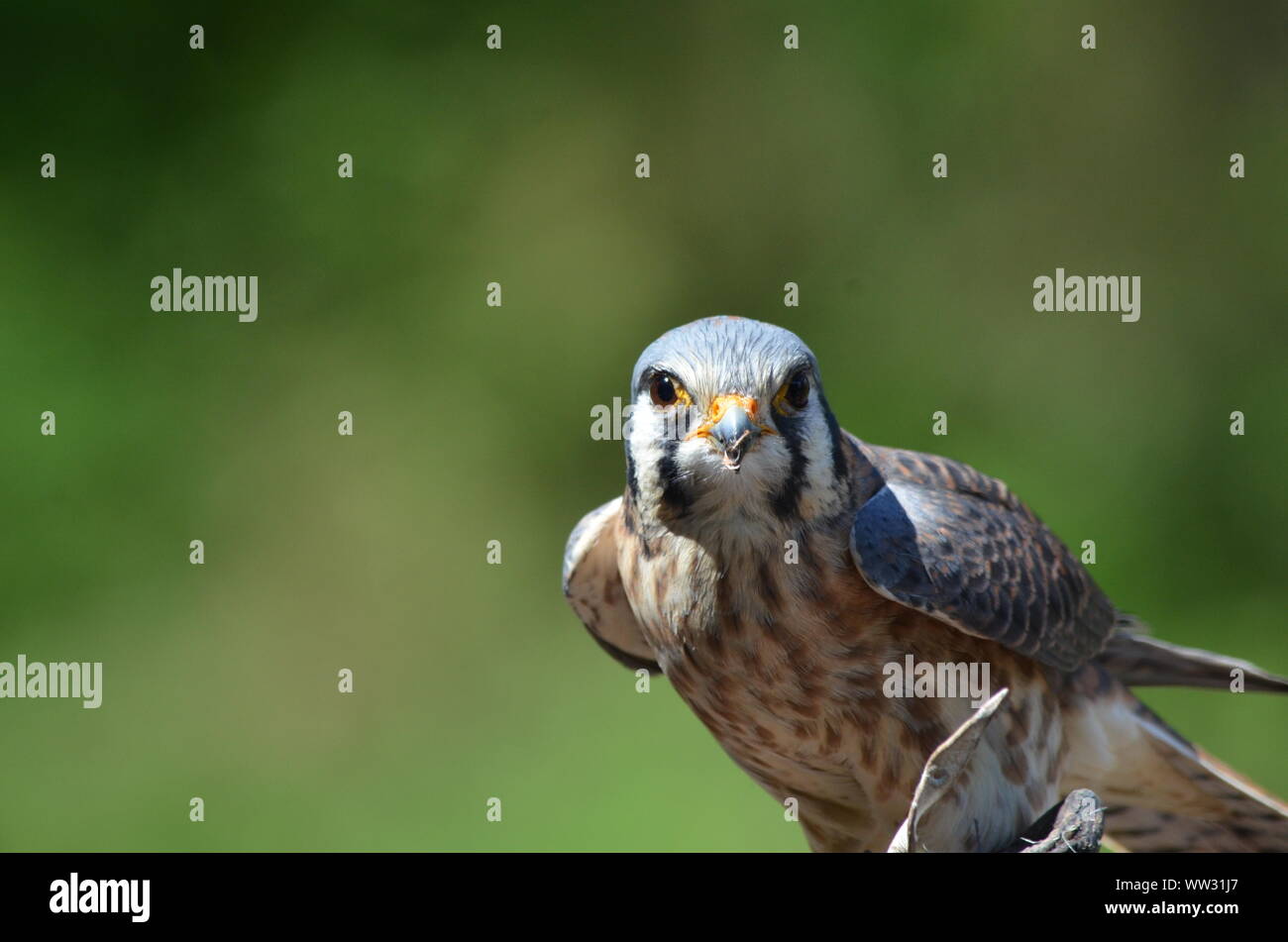 Peregrine Falcon staring Stock Photo - Alamy