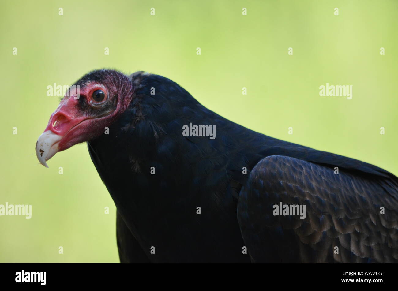 Close up shot black vulture hi-res stock photography and images - Alamy