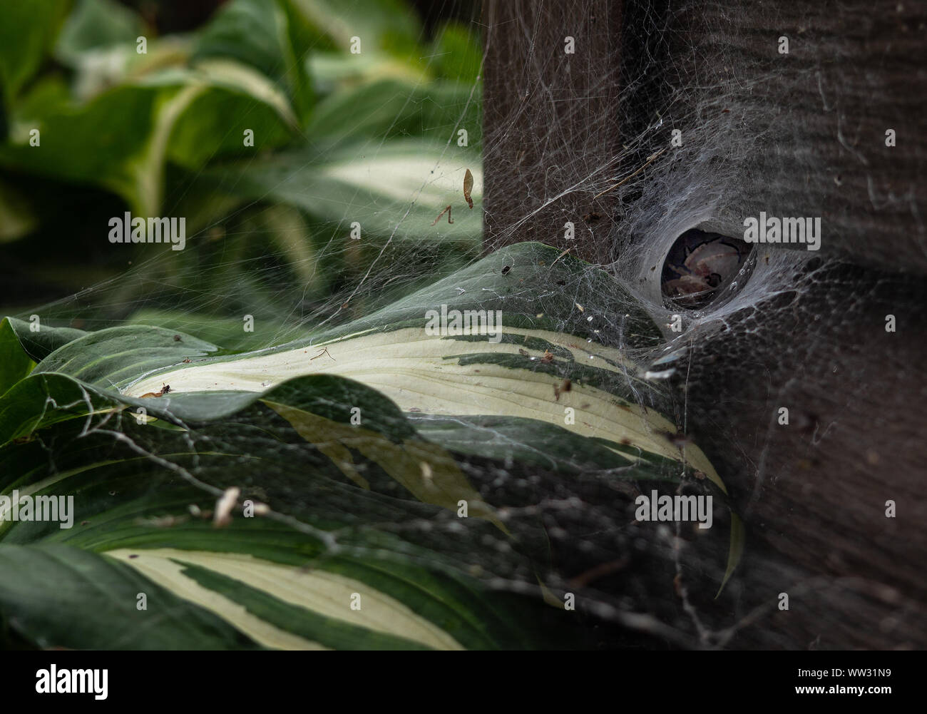 Spider web connected to Hosta leaves with spider sleeping inside Stock ...