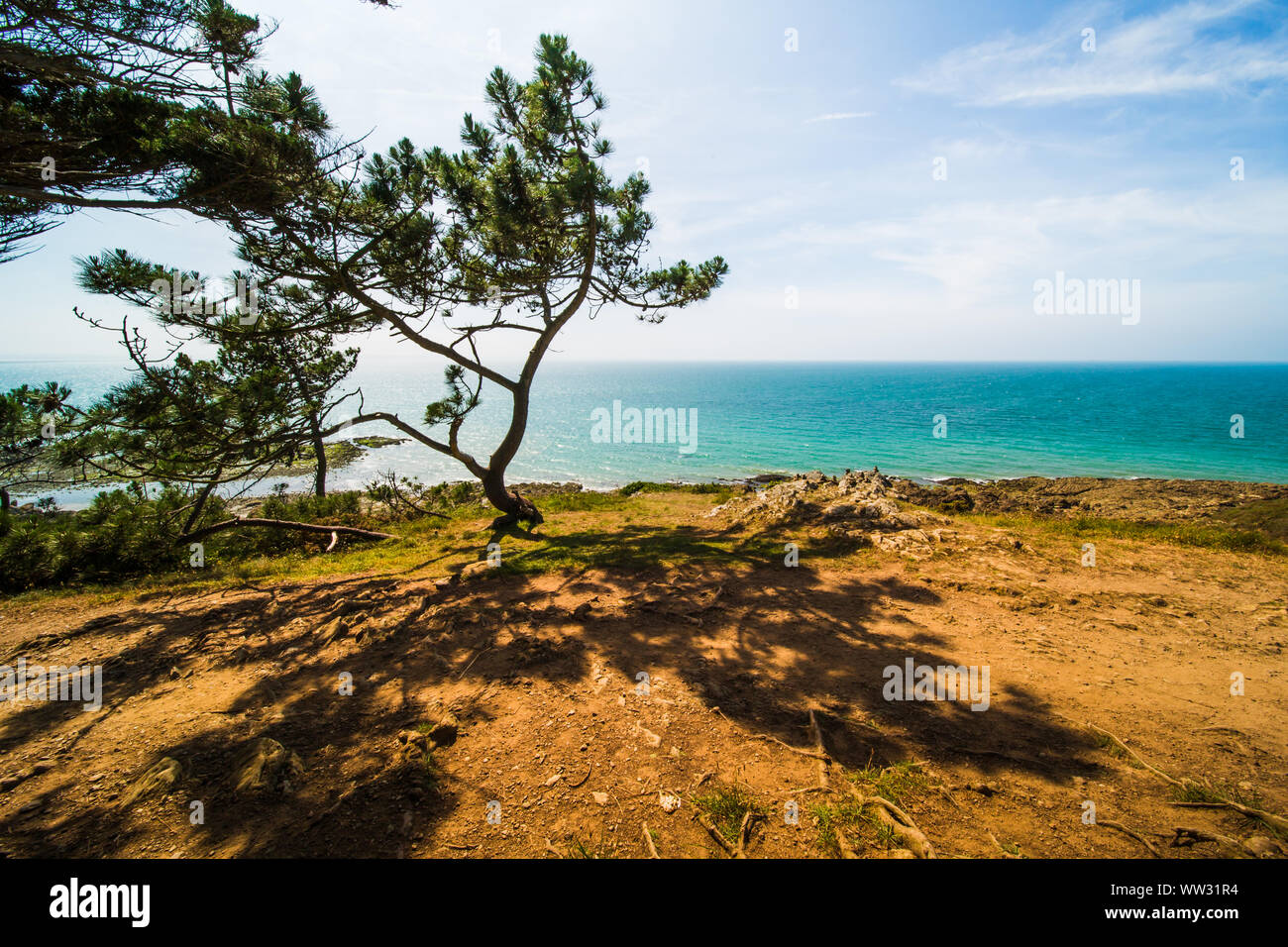 Ocean growing trees hi-res stock photography and images - Alamy