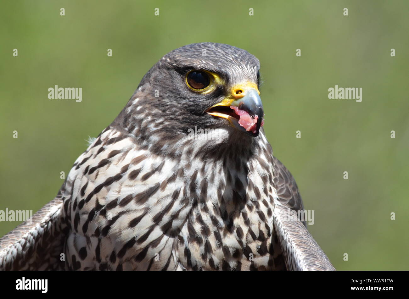 Falcon bird with food in mouth Stock Photo - Alamy