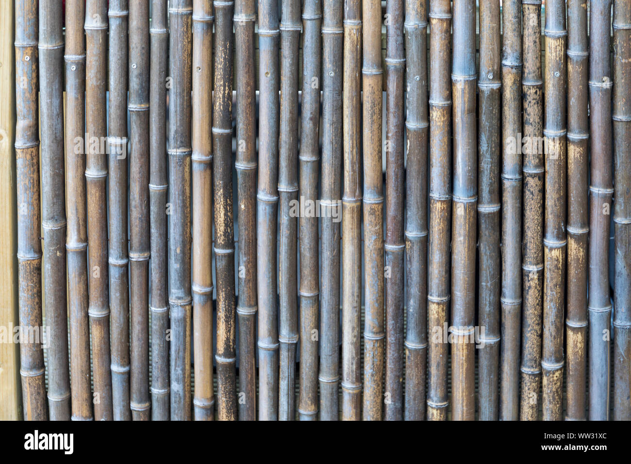 Vertical bamboo hi-res stock photography and images - Alamy