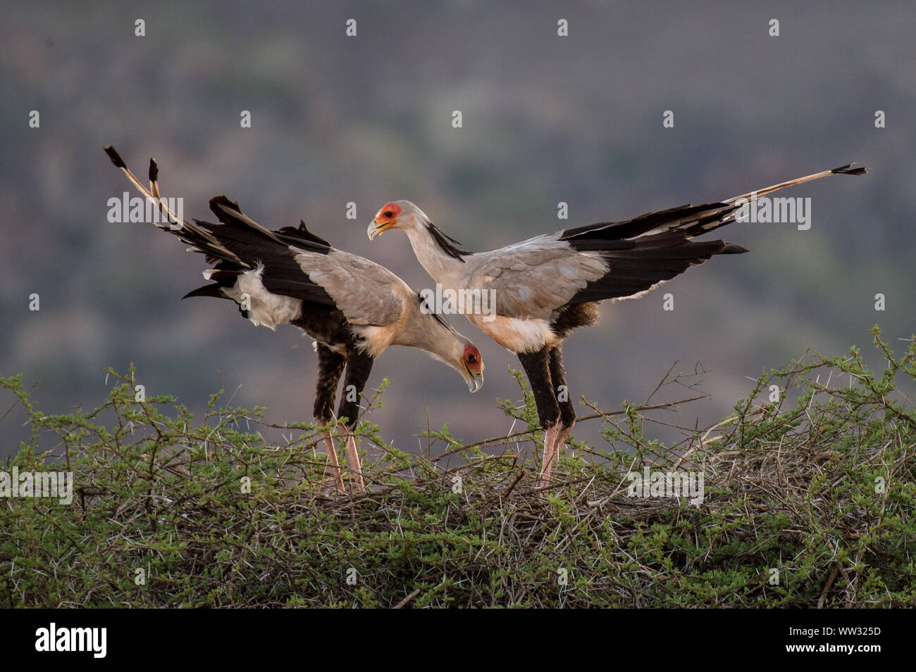 Secretary bird secretary birds hi-res stock photography and images - Alamy