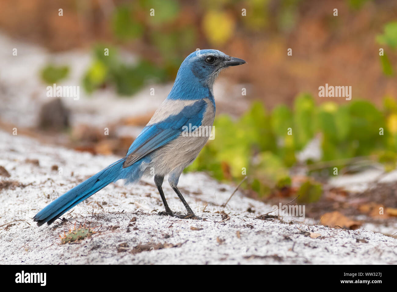 Florida Scrub Jay Stock Photo - Alamy