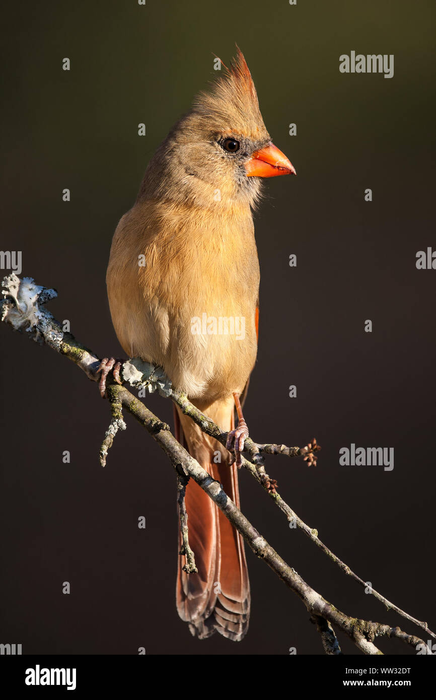 Gray cardinal hi-res stock photography and images - Alamy