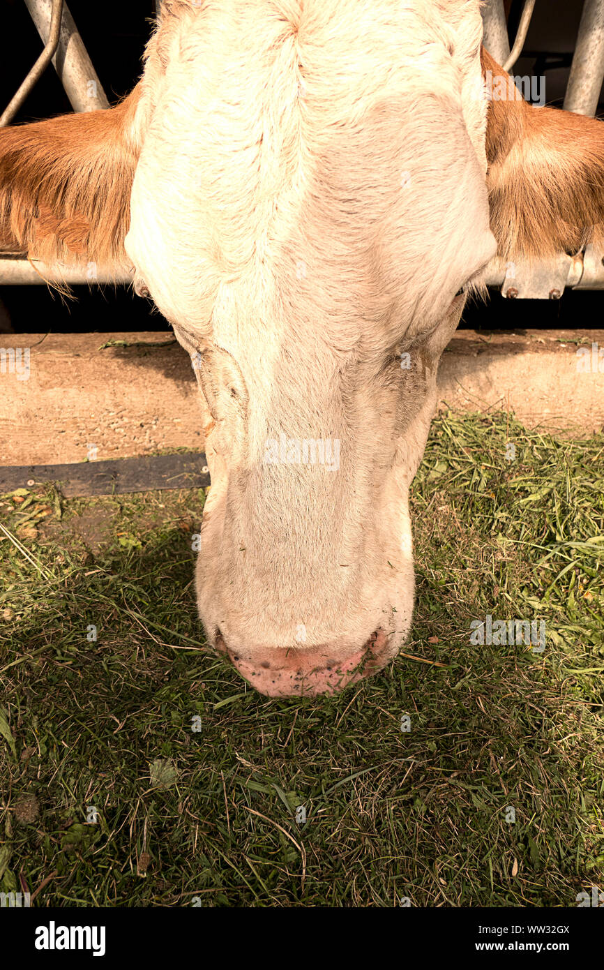 Cow eats straw hi-res stock photography and images - Alamy