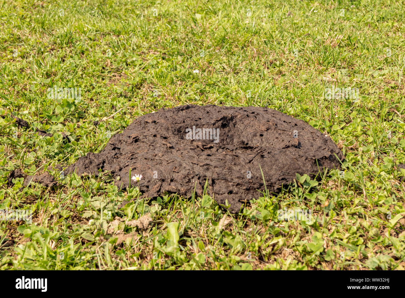 Cow dung on the meadow with maggots Stock Photo - Alamy