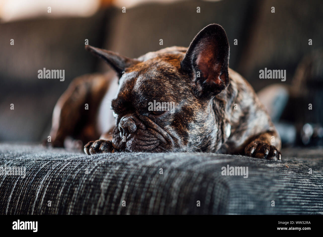 Lazy French Bulldog