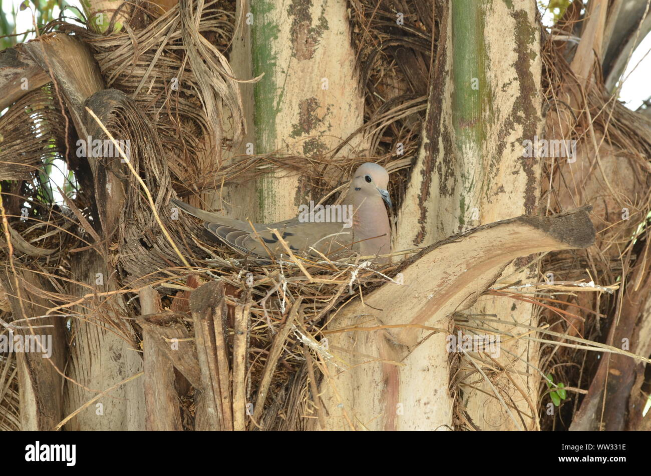 Bird nurturing and feeding baby birds Stock Photo - Alamy