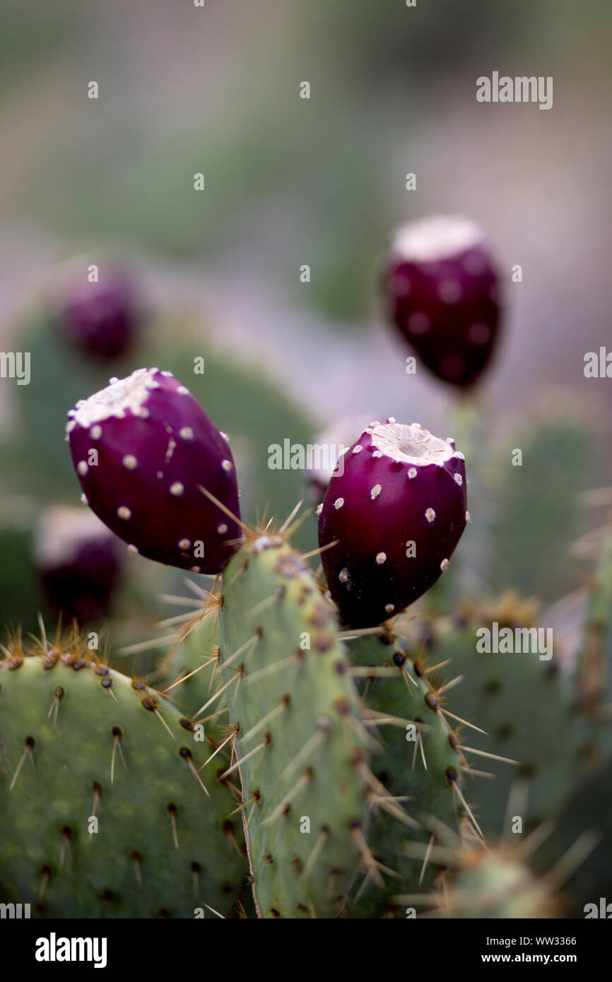Hiking in sabino canyon hi-res stock photography and images - Alamy