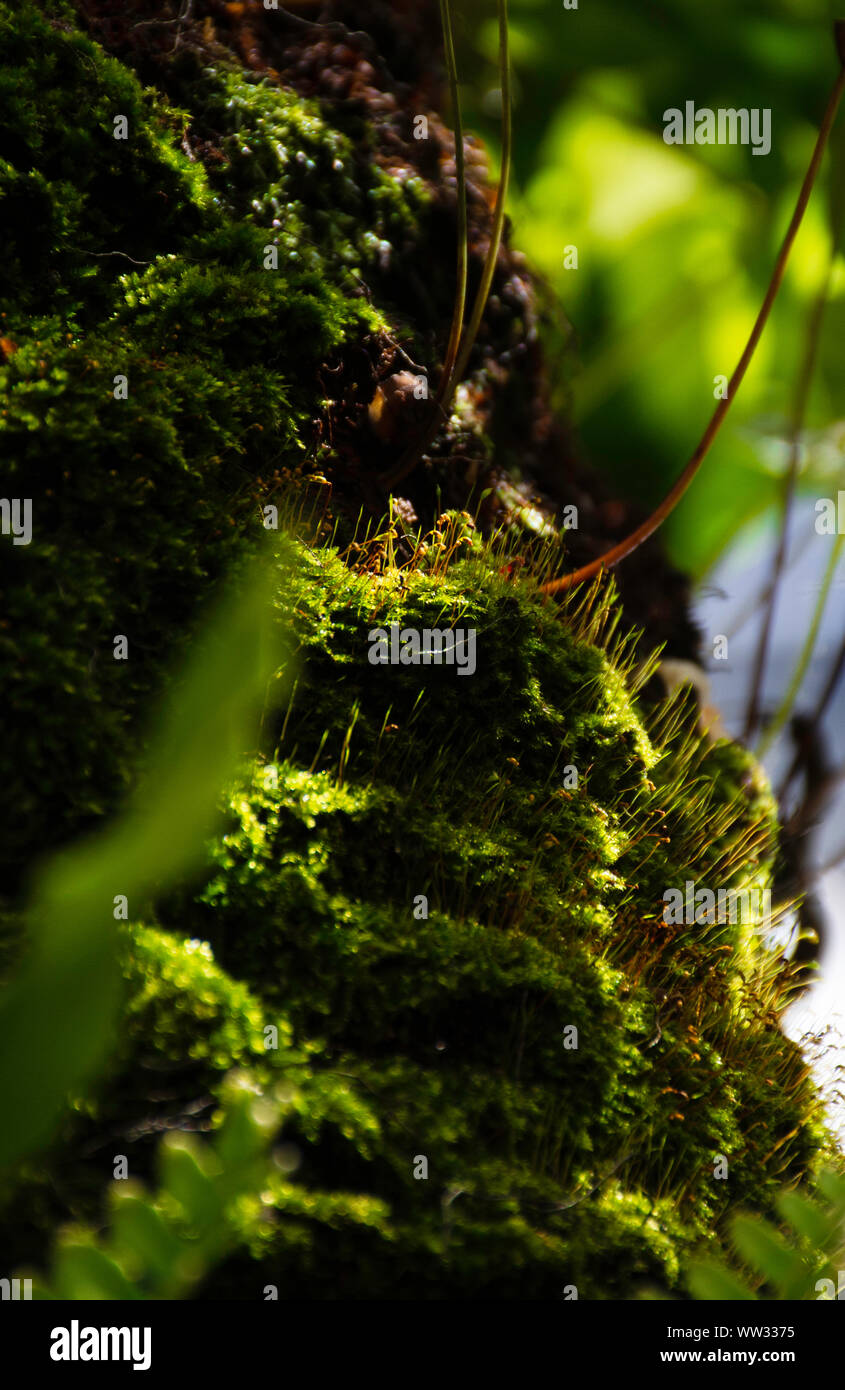Photography of tree hi-res stock photography and images - Alamy