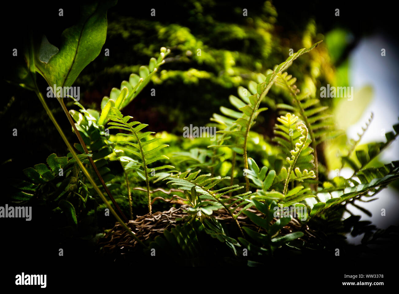 Real ferns hi-res stock photography and images - Alamy