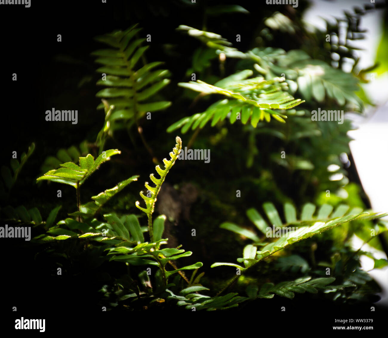 Real ferns hi-res stock photography and images - Alamy