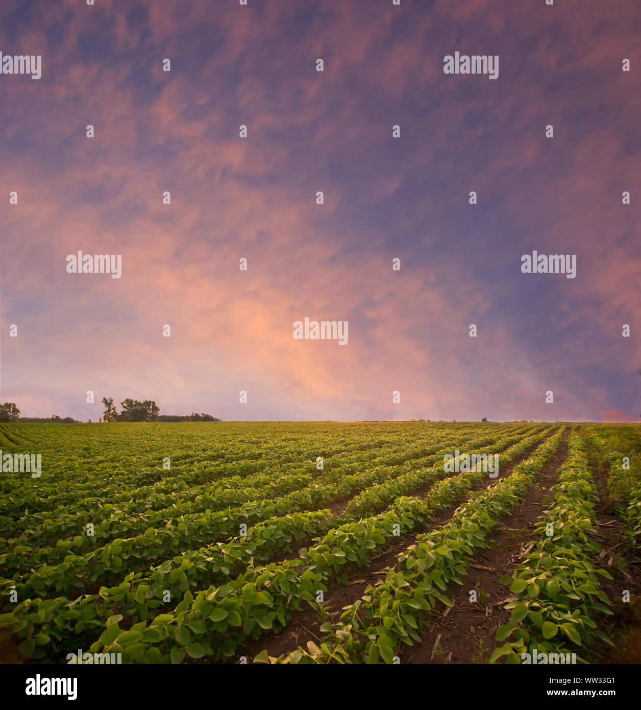 Soybean rows hi-res stock photography and images - Alamy