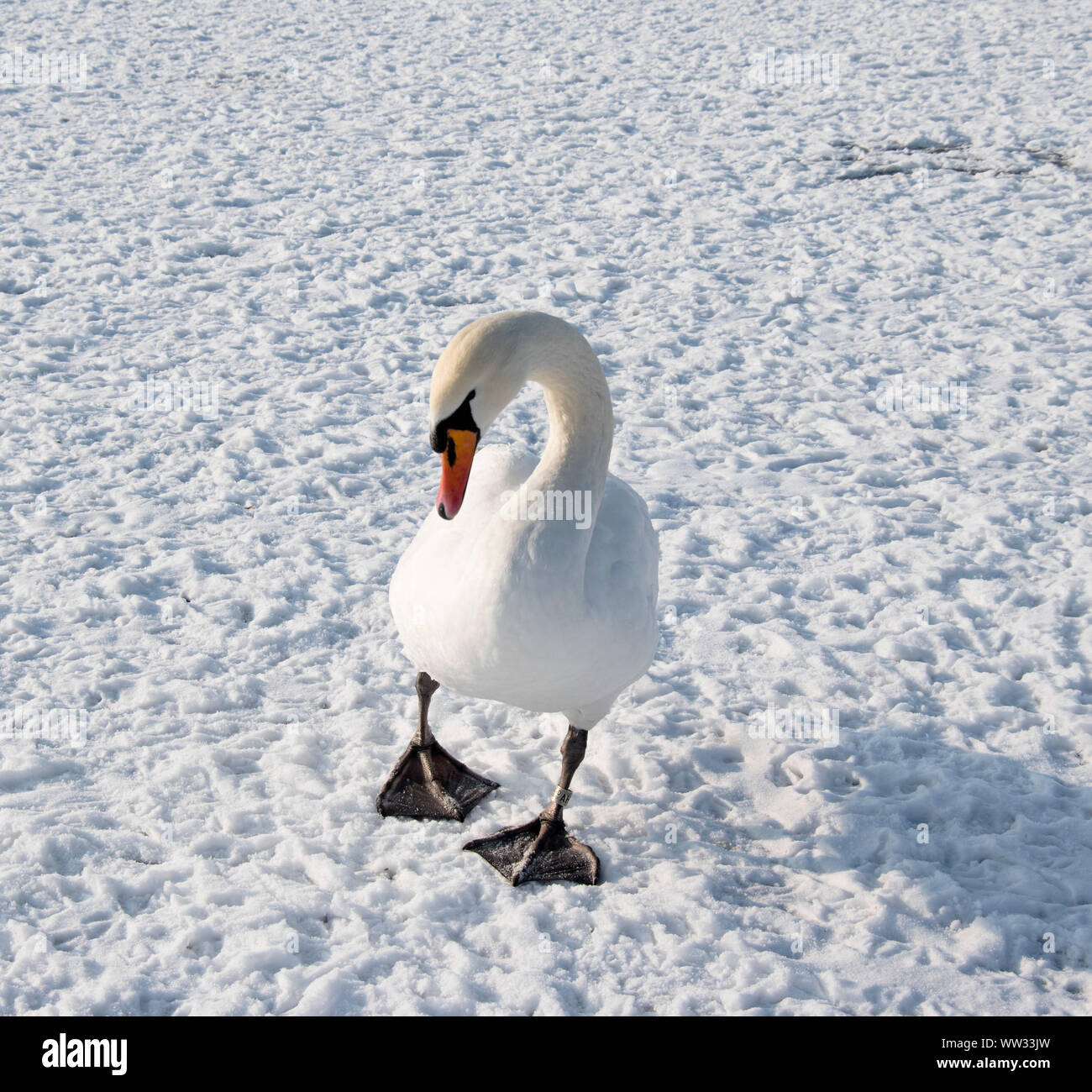 Swan on frozen river in winter photo. Beautiful picture, background ...