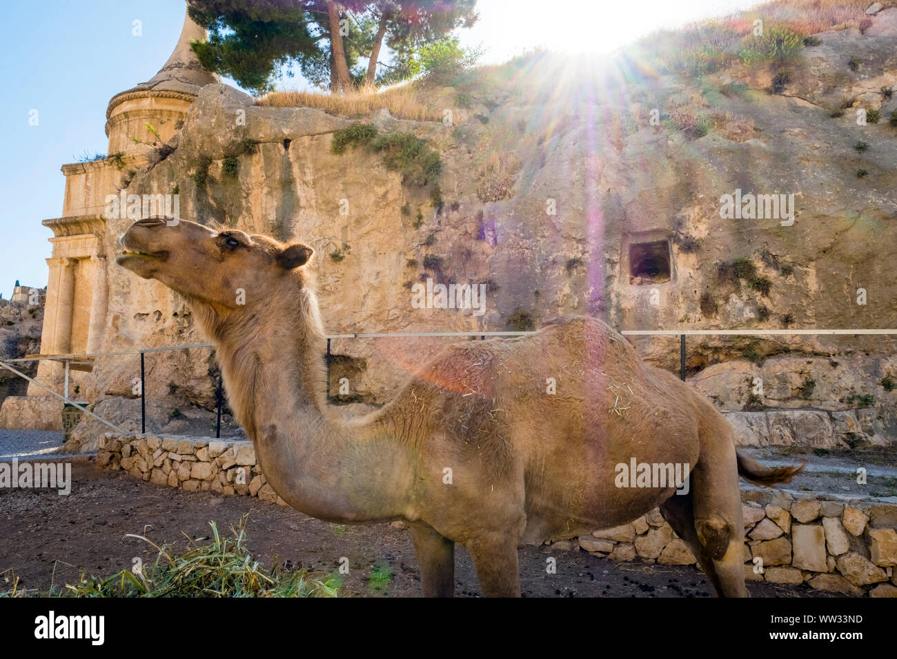 Israel, Jerusalem District, Jerusalem. Camel in front of ancient rock ...