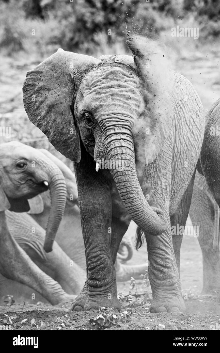 Throwing dirt hi-res stock photography and images - Alamy