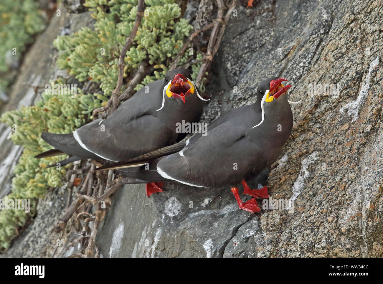 Inca Tern (Larosterna inca) pair displaying on cliff Chile January ...