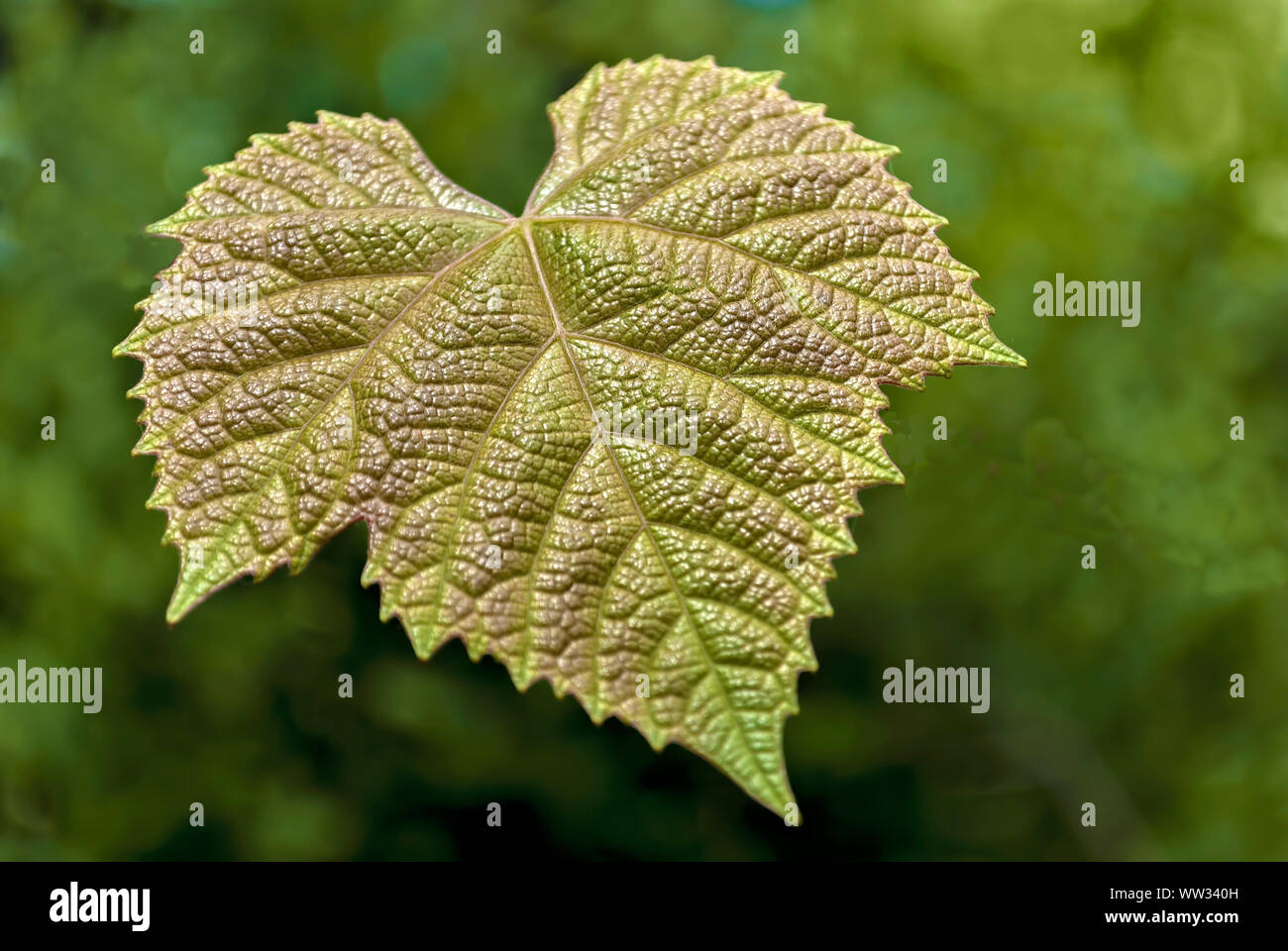 Young Vine Leaf Stock Photo - Alamy