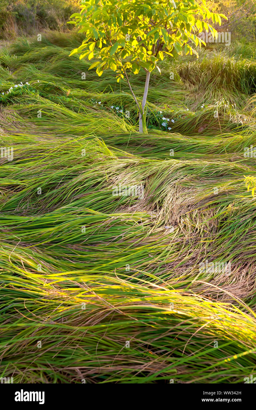 tall grass windy Stock Photo - Alamy