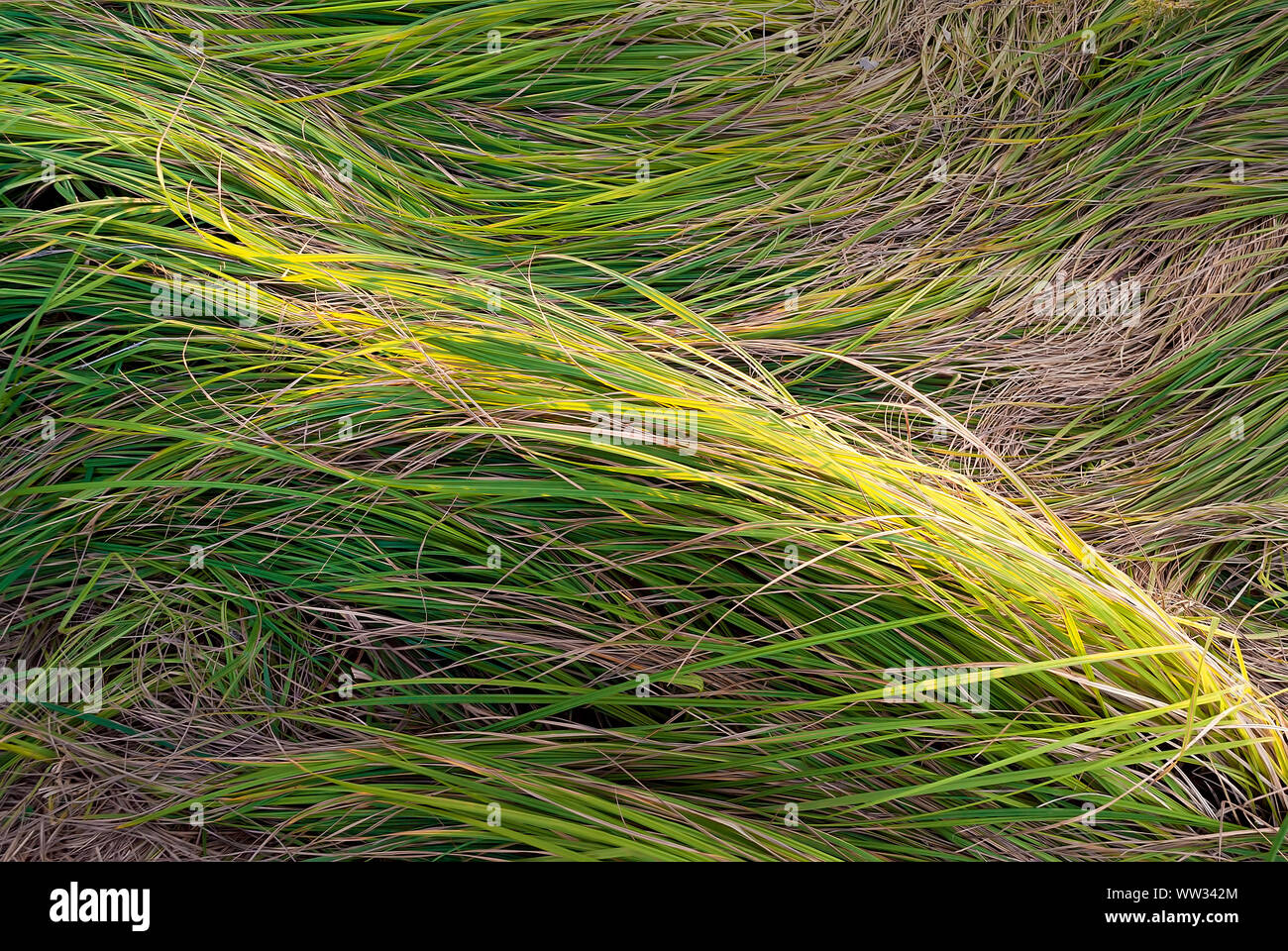 tall grass windy Stock Photo - Alamy