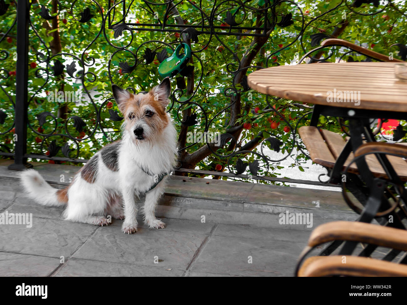 Dog Waiting for the owner Stock Photo - Alamy