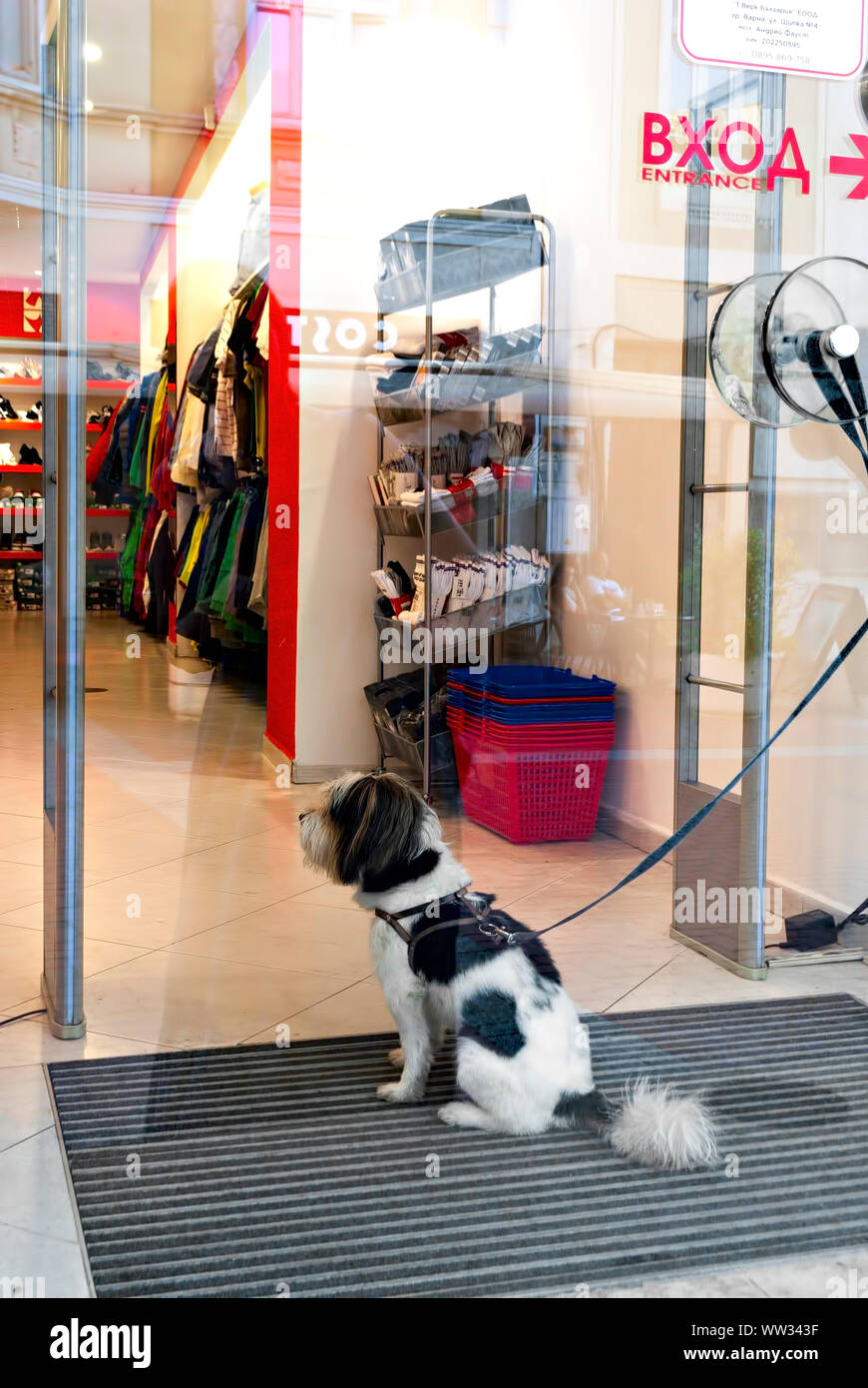 Dog waiting door hi-res stock photography and images - Alamy